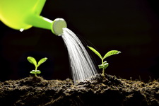 Scientists Develop Glowing Plants For Homes And Streets Crop Biotech