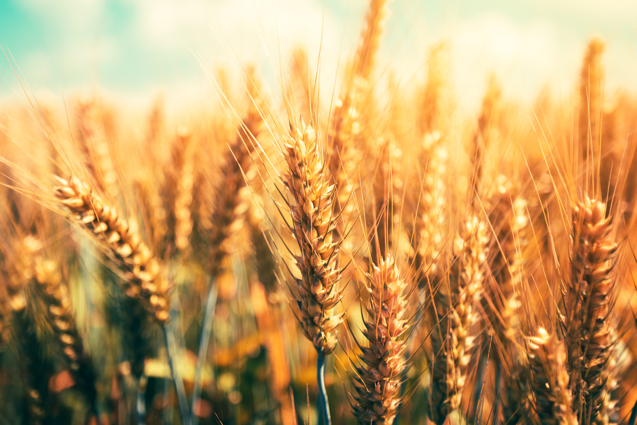 Biotech Crops In The Pipeline To Improve Food Quality And Bring