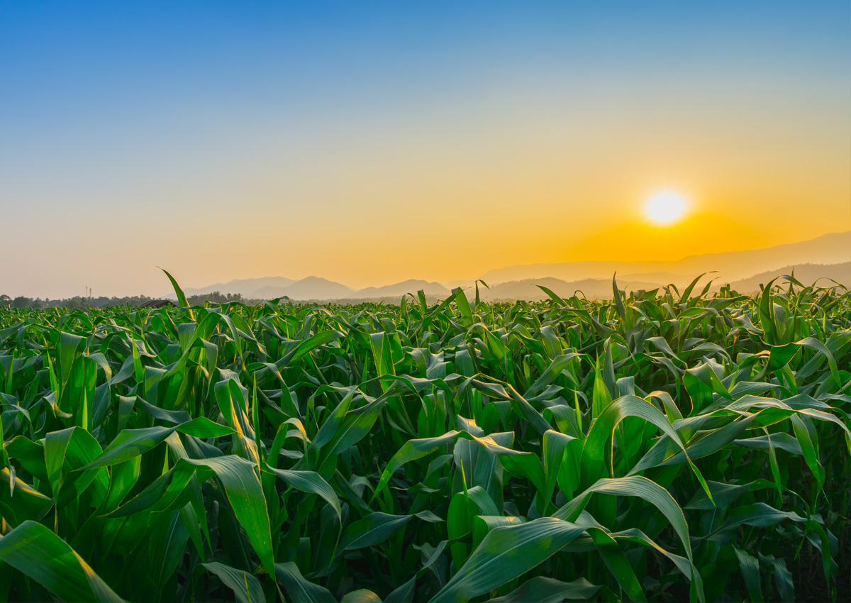 Biotech Crops Continue to Benefit Smallholder Farmers in Developing ...