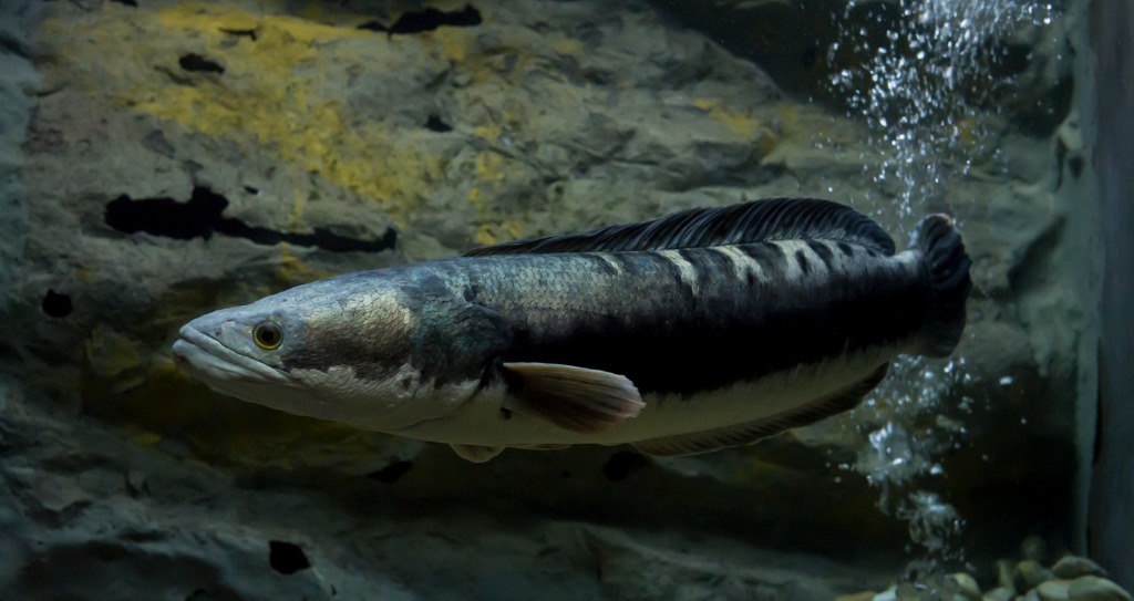 Induced Spawning Technology for the Future of Aquaculture | Science ...