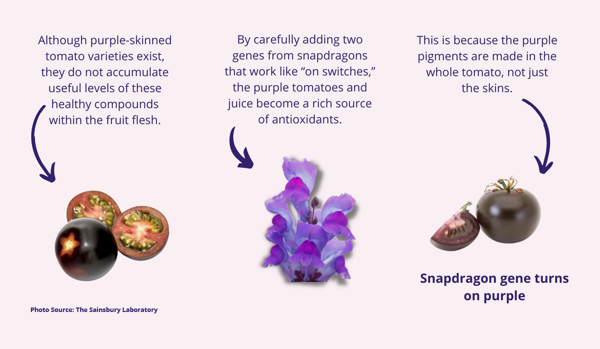 GM Purple Tomato Gets Approval in the United States- Crop Biotech ...