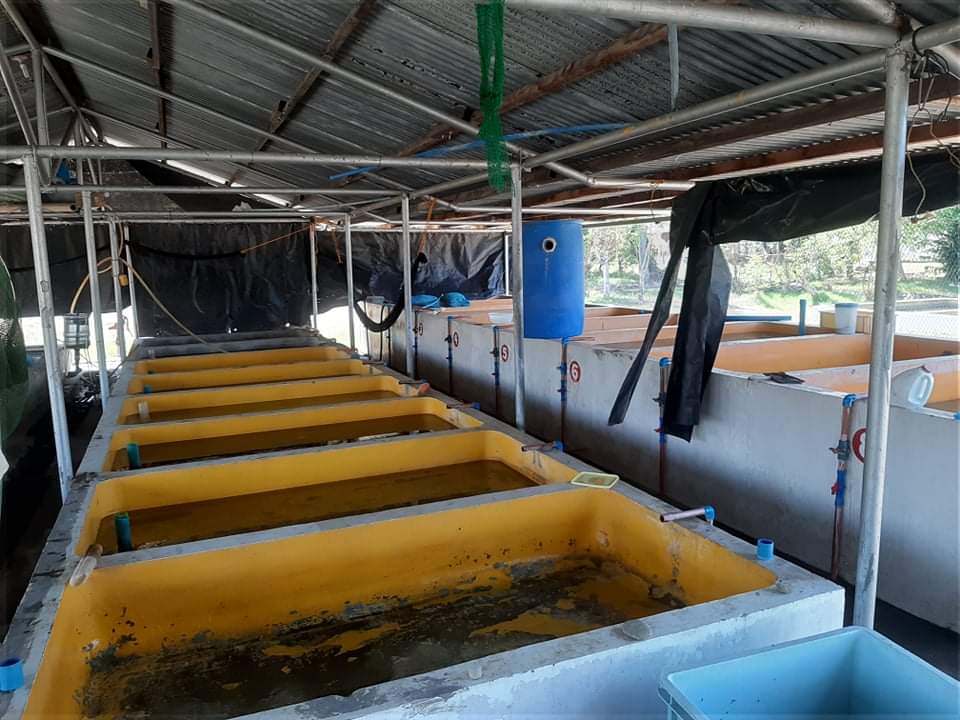 Philippines' Department of Agriculture Biotech Program Supports ...