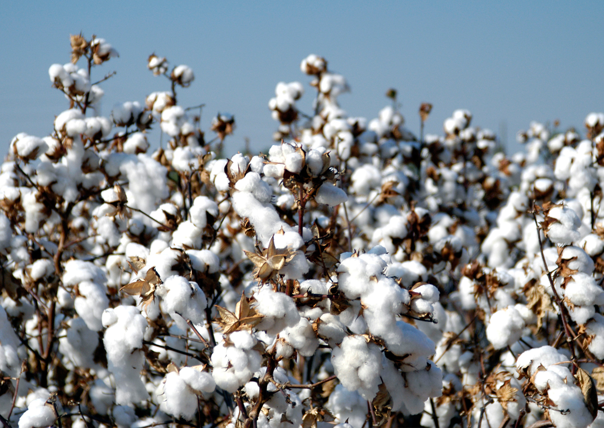 Nine Countries in Asia and the Pacific Planted 19.5 Million Hectares of ...