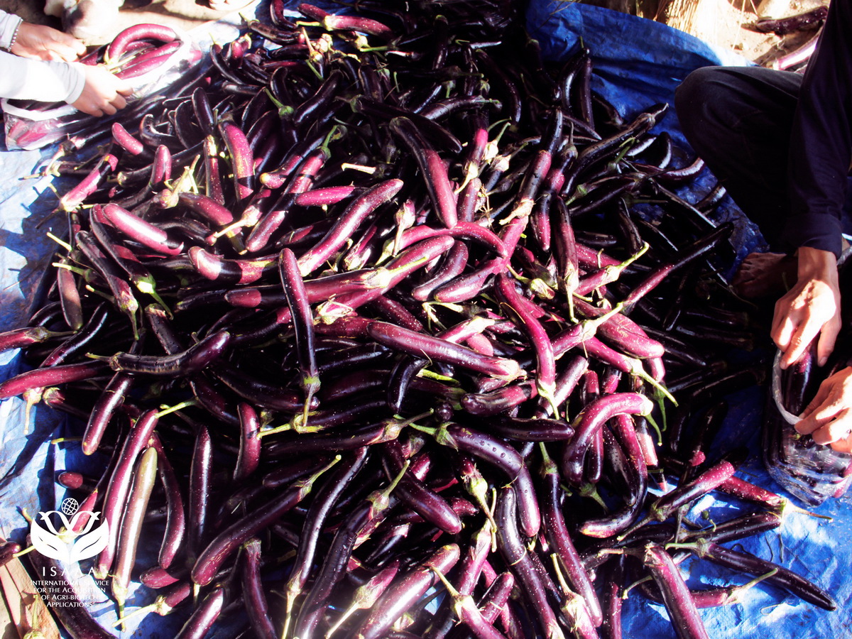 What Will Farmers Get from Planting Bt Eggplant? | Science Speaks ...
