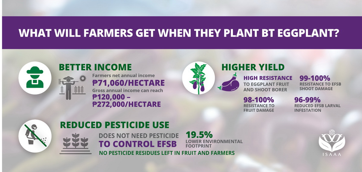 What Will Farmers Get from Planting Bt Eggplant? | Science Speaks ...