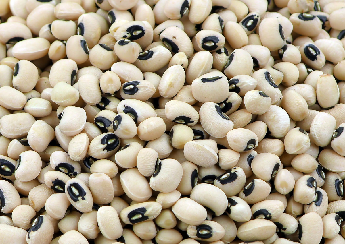 Africa's Progress in Biotech Crop Adoption Contributes to Food Security ...