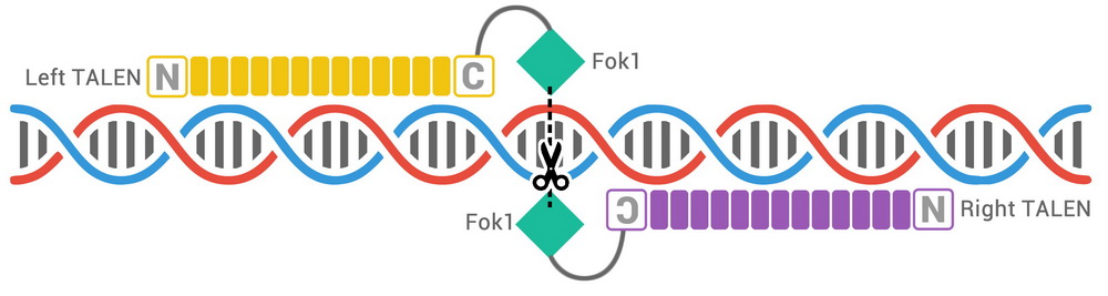 Plant Breeding Innovation: TALENs | ISAAA.org